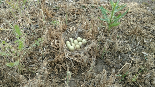 self guided unguided south dakota pheasant hunting