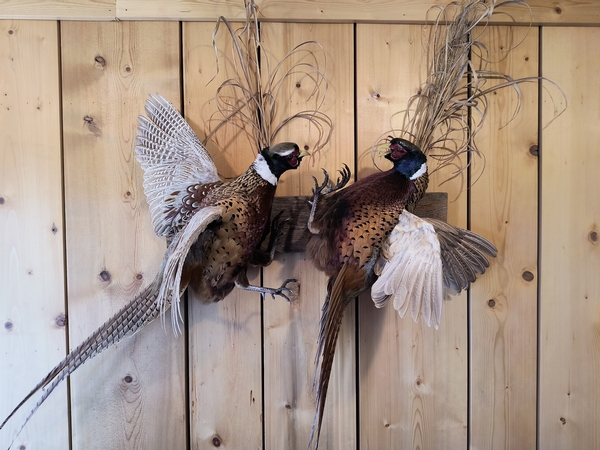 2023 UGUIDE South Dakota Fall Pheasant Hunting Outlook Forecast Report